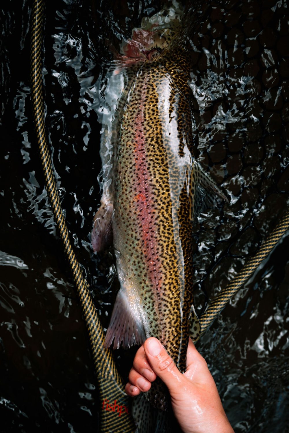 Casting for Recovery | Conservation | Keep Fish Wet